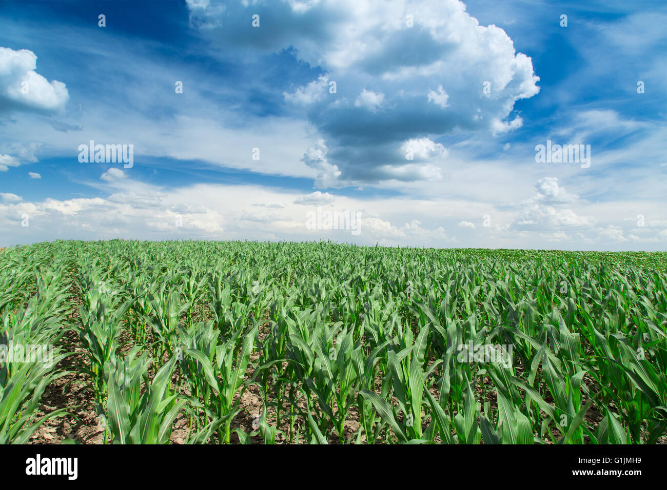 Growing corn field, green agricultural landscape Stock Photo - Alamy