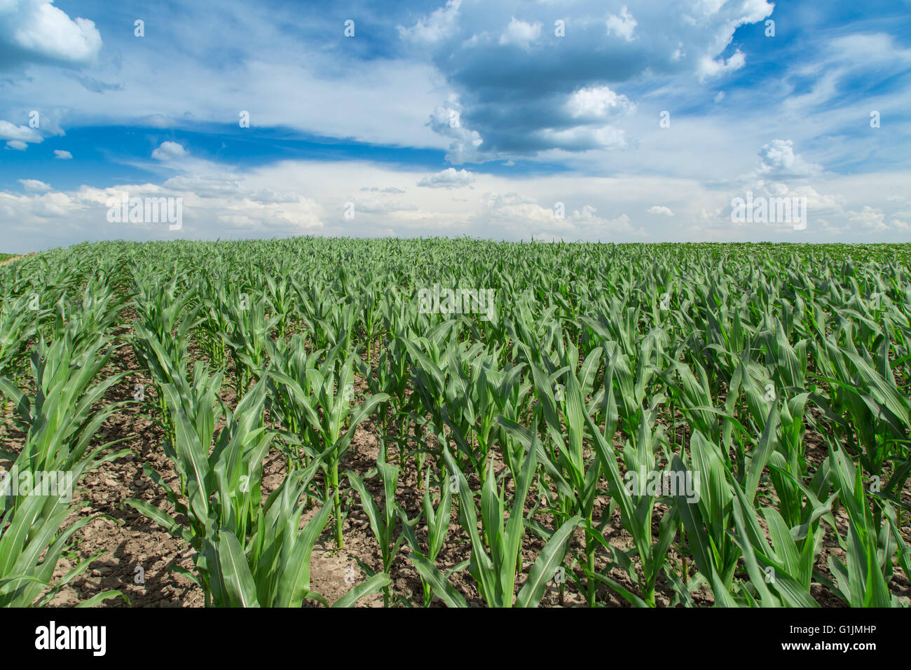 Growing corn field, green agricultural landscape Stock Photo - Alamy
