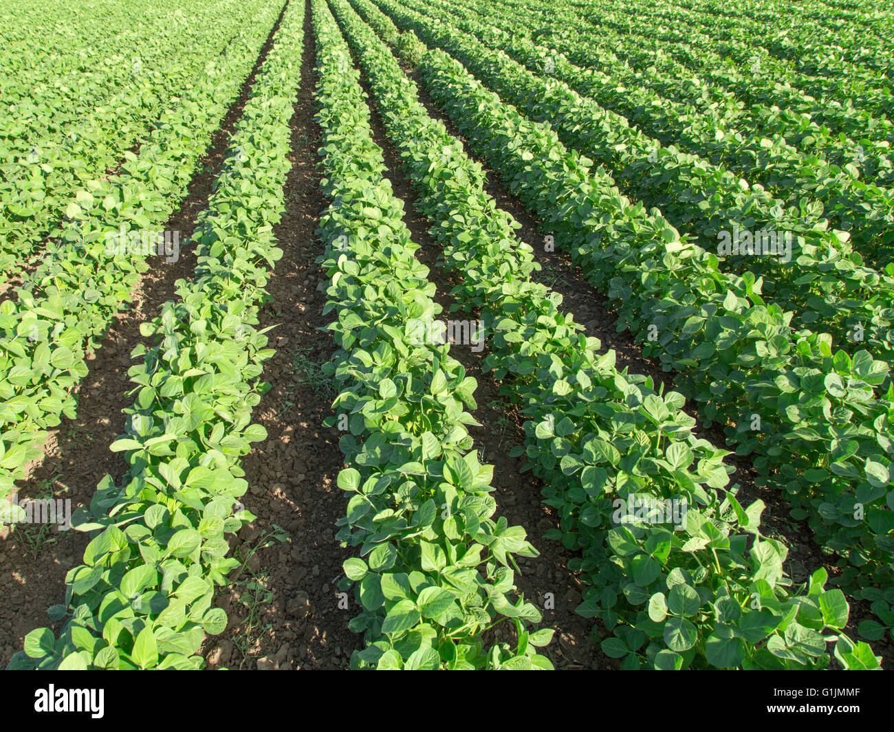 Soybean field ripening at spring season, agricultural landscape Stock ...