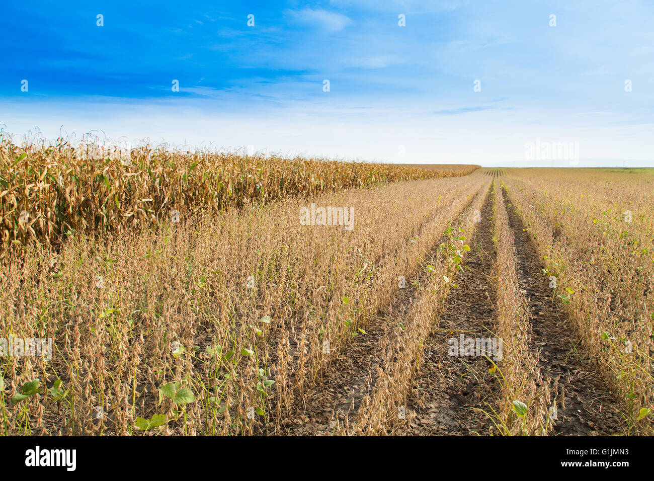 Soybean field ripe just before harvest, agricultural landscape Stock ...