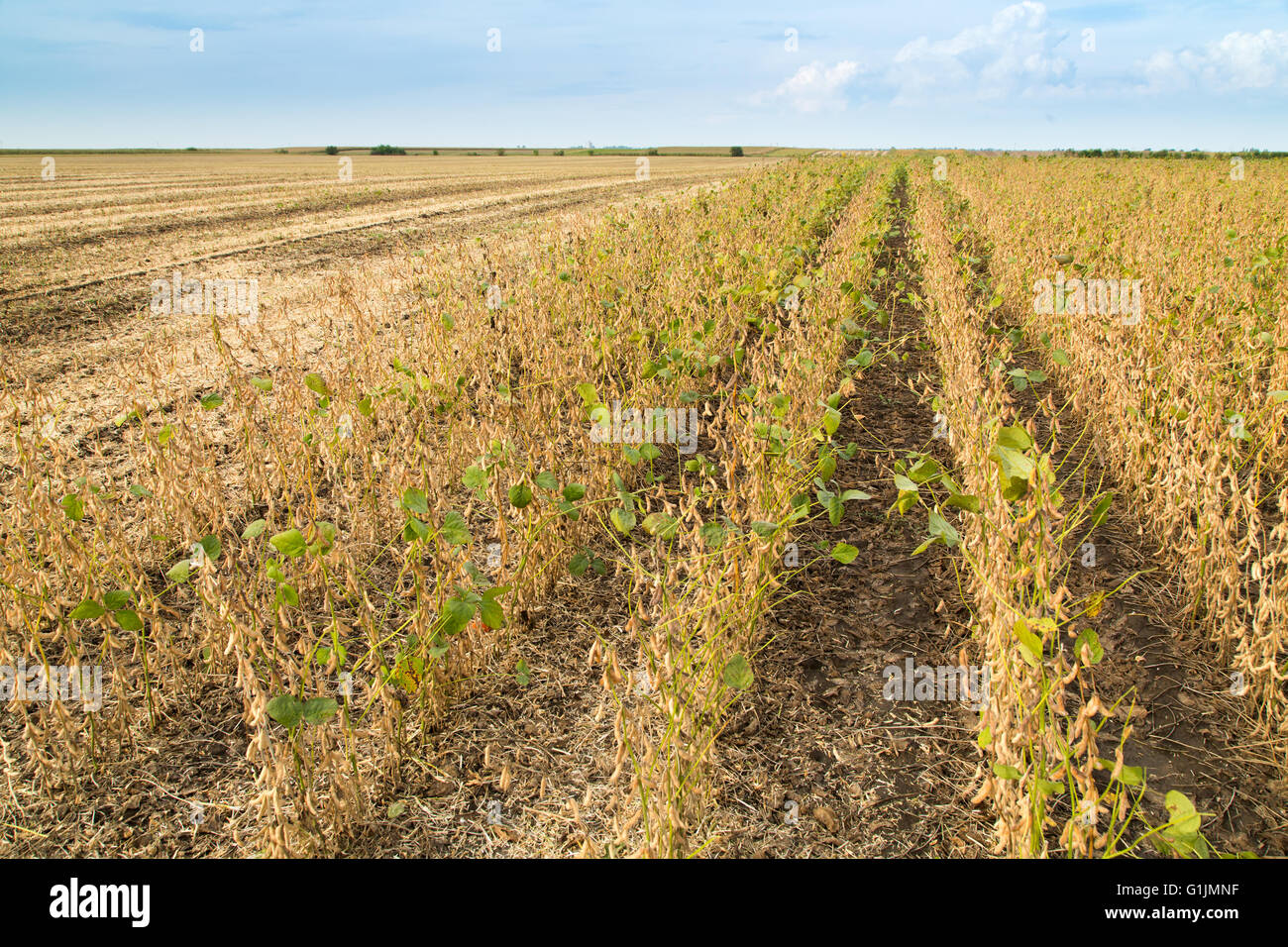 Soybean field ripe just before harvest, agricultural landscape Stock ...