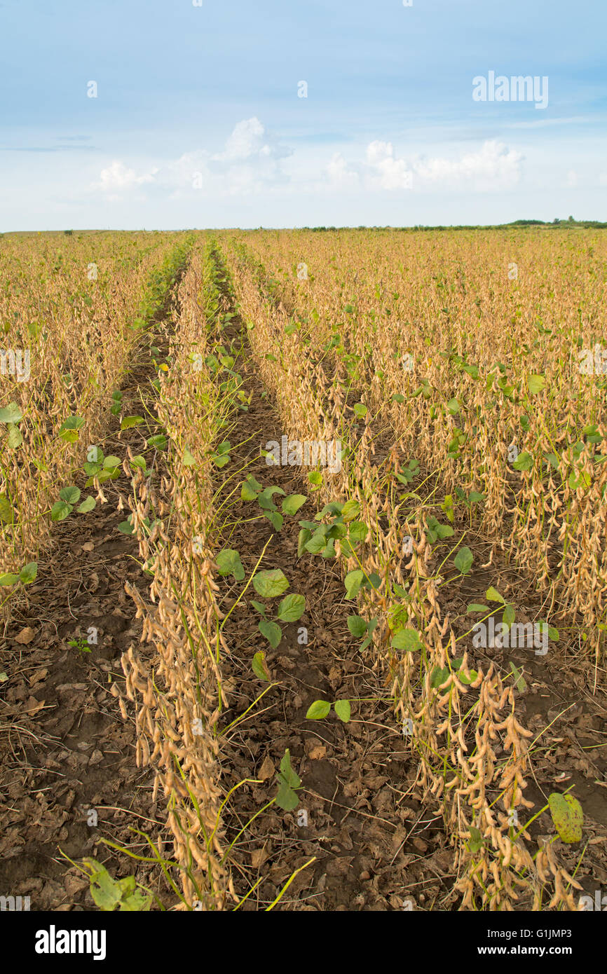 Soybean field ripe just before harvest, agricultural landscape Stock ...