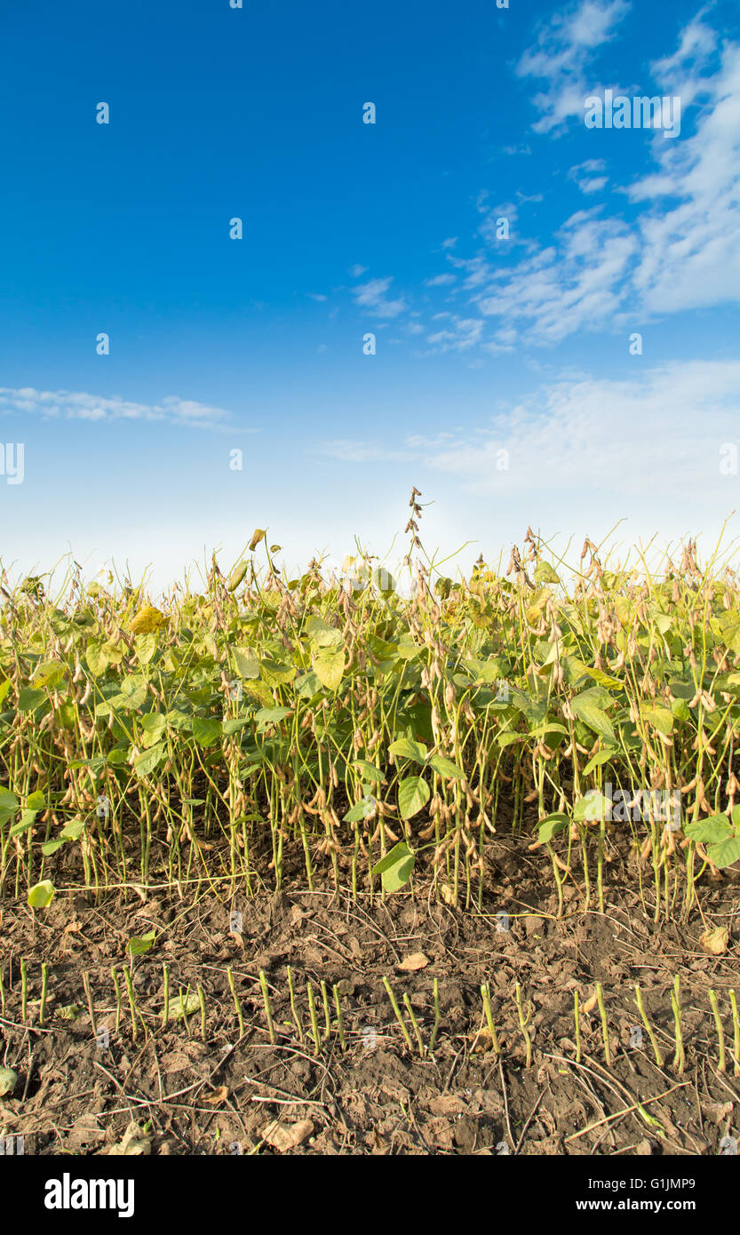 Soybean field ripe just before harvest, agricultural landscape Stock ...