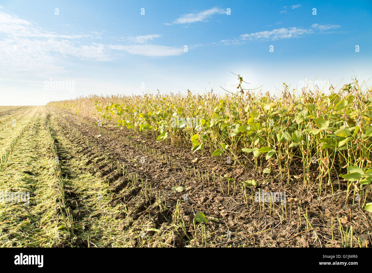 Soybean field ripe before hi-res stock photography and images - Alamy