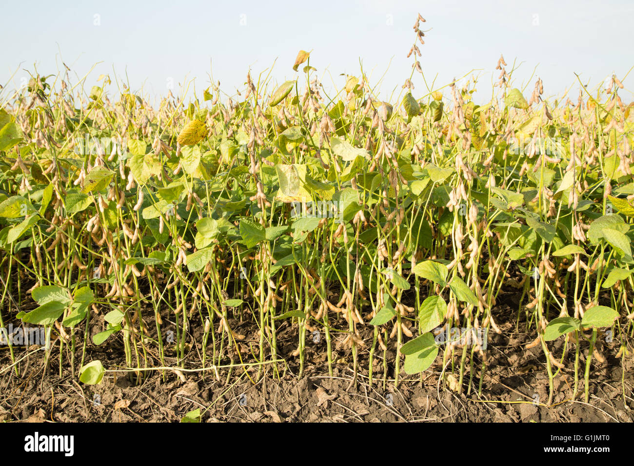 Soybean field ripe just before harvest, agricultural landscape Stock ...