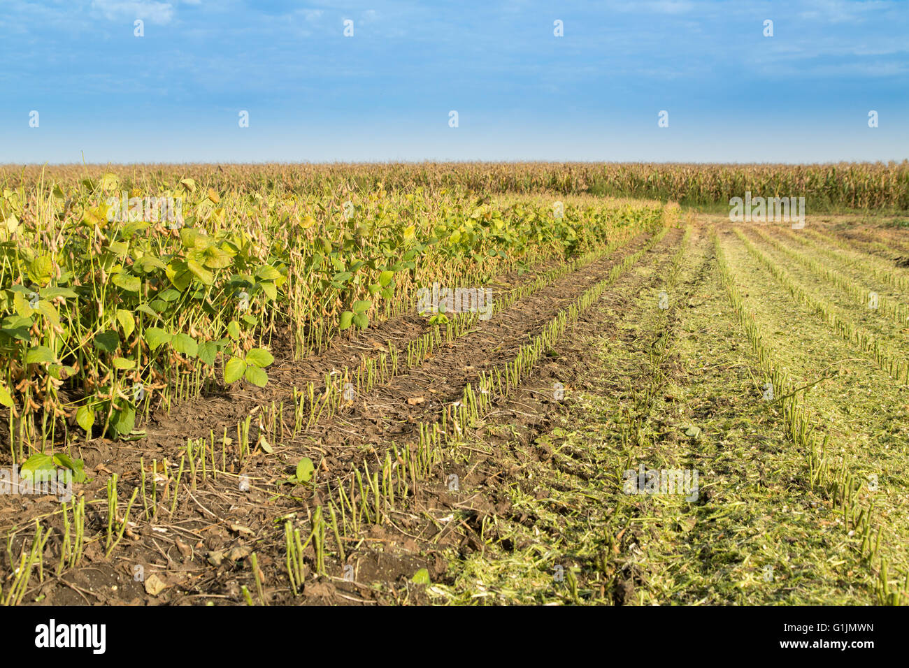 Soybean field ripe just before harvest, agricultural landscape Stock ...