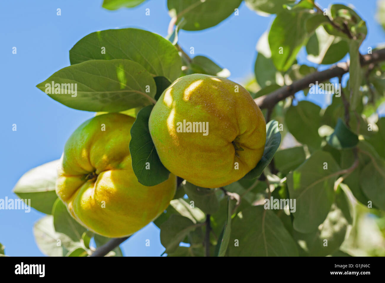 Quince ripe on tree hi-res stock photography and images - Alamy