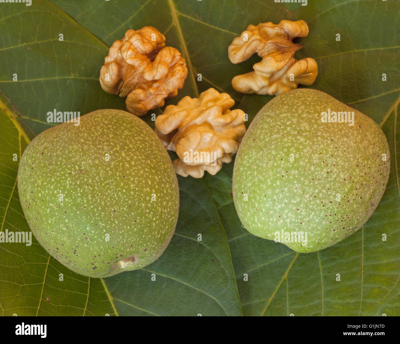 Ripening and cracked walnuts background Stock Photo - Alamy