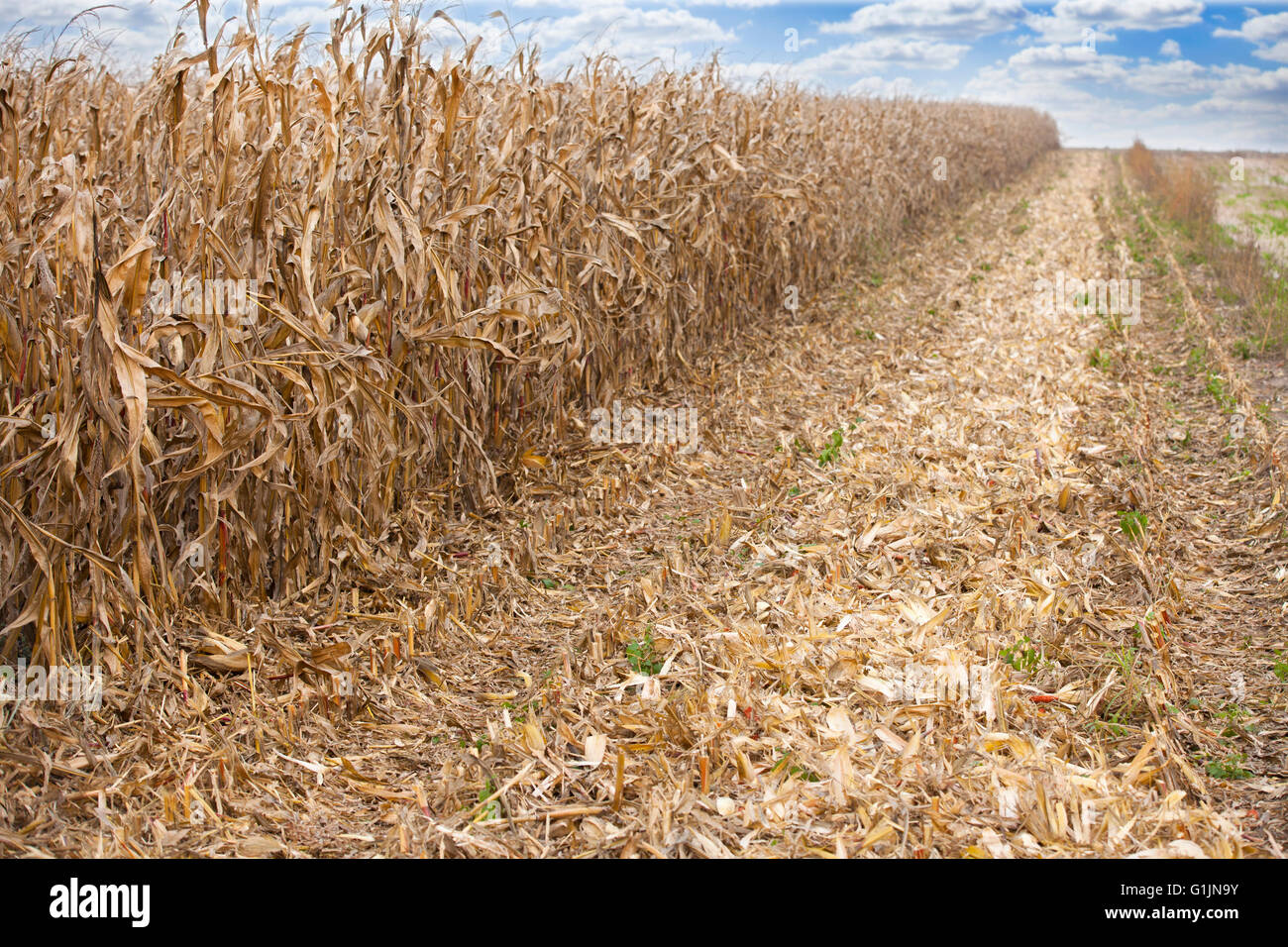 Maze corn field during harvest Stock Photo - Alamy
