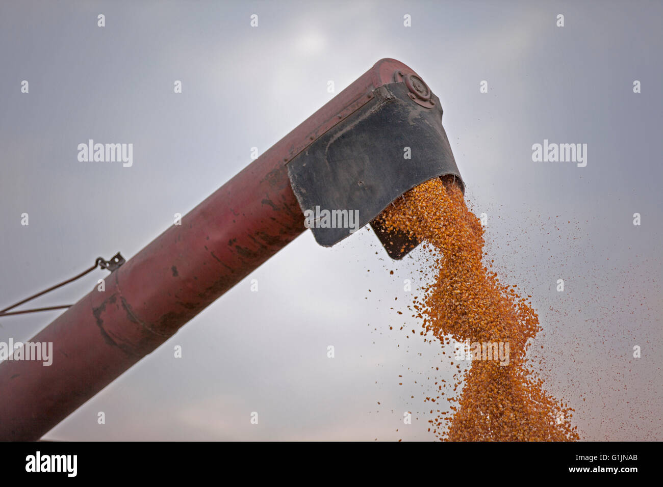 Combine harvester pouring corn maze seed Stock Photo - Alamy