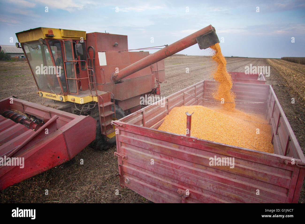 Cutting Corn Field Stock Photos & Cutting Corn Field Stock Images - Alamy