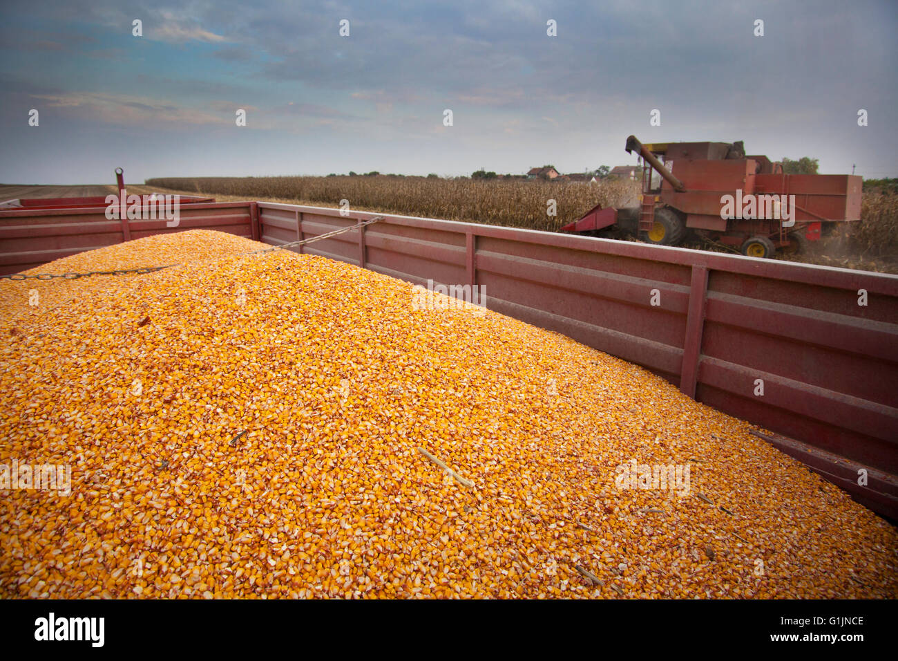 Tractor trailer full of corn maze seed with combine harvester in ...