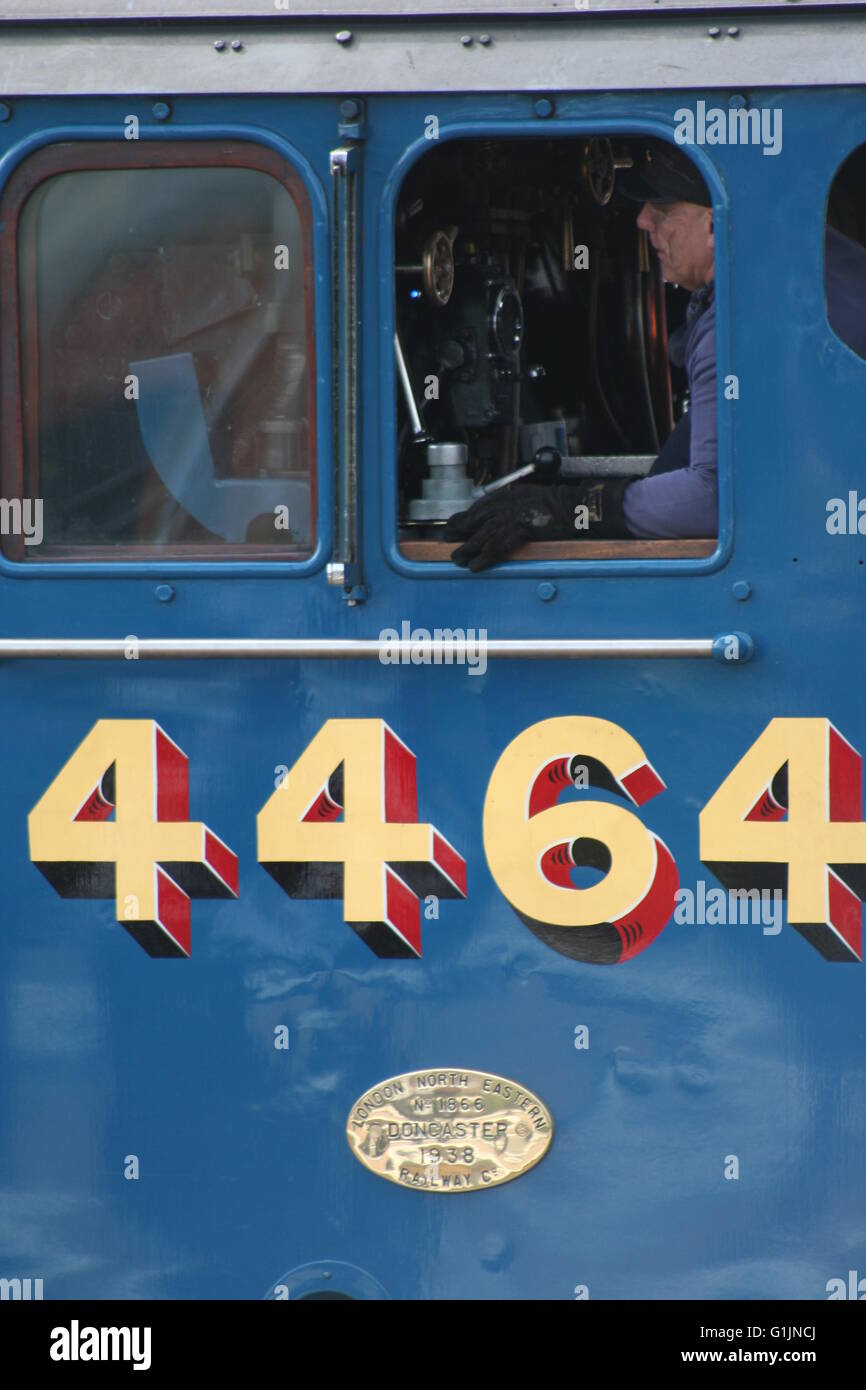 4464 bittern hi-res stock photography and images - Alamy