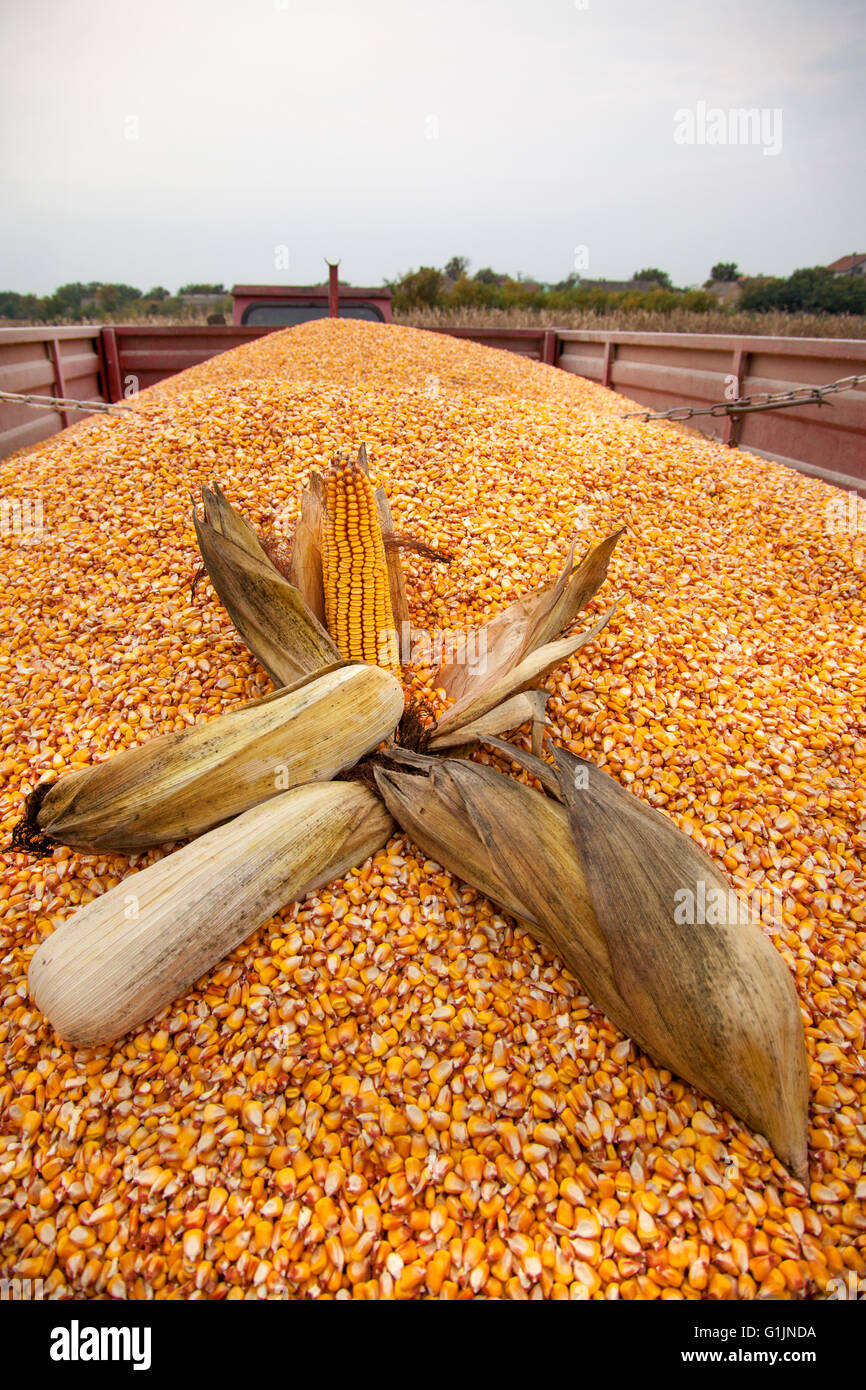Green tractor, corn hi-res stock photography and images - Alamy