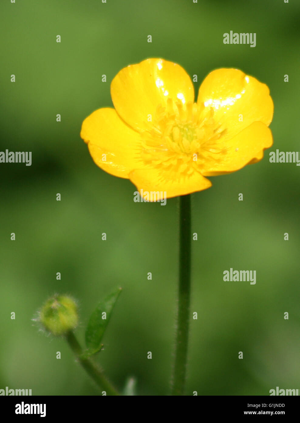 Sussex buttercup hi-res stock photography and images - Alamy