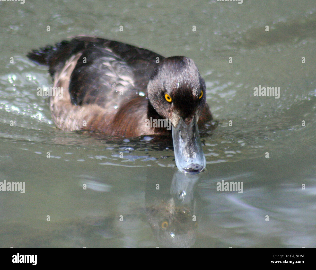 Predatory duck hi-res stock photography and images - Alamy
