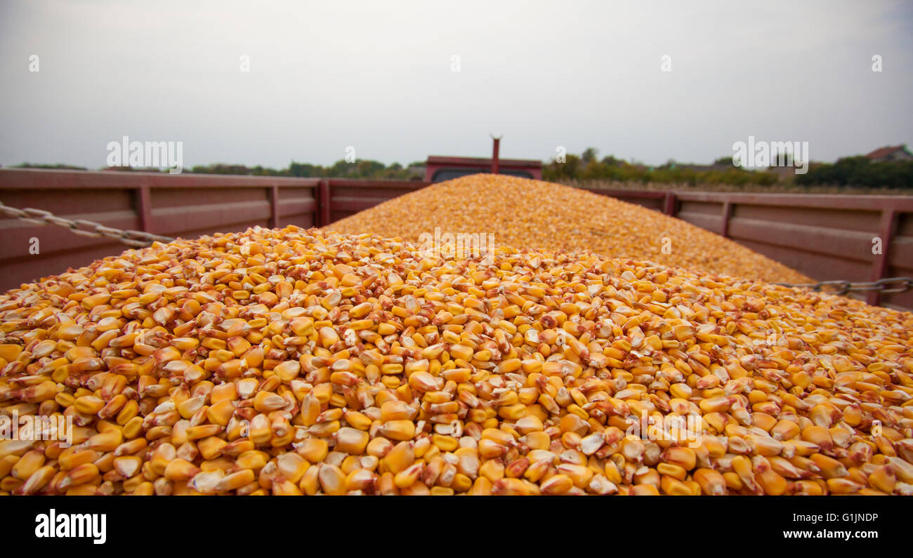 Corn maize seeds in tractor trailer ready for transport to silo Stock ...