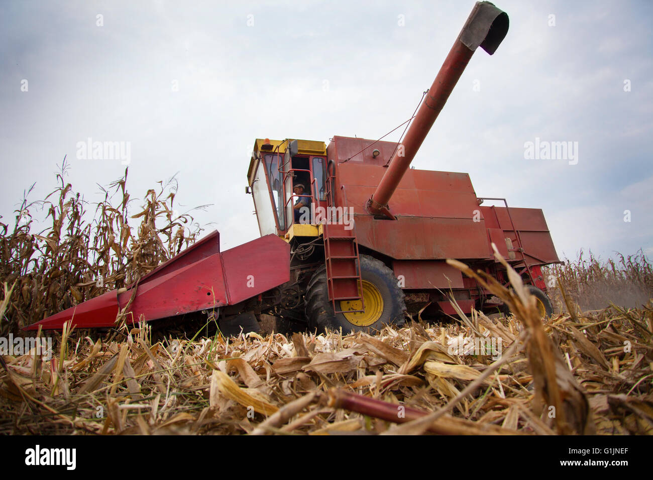 Harvesting field corn hi-res stock photography and images - Alamy