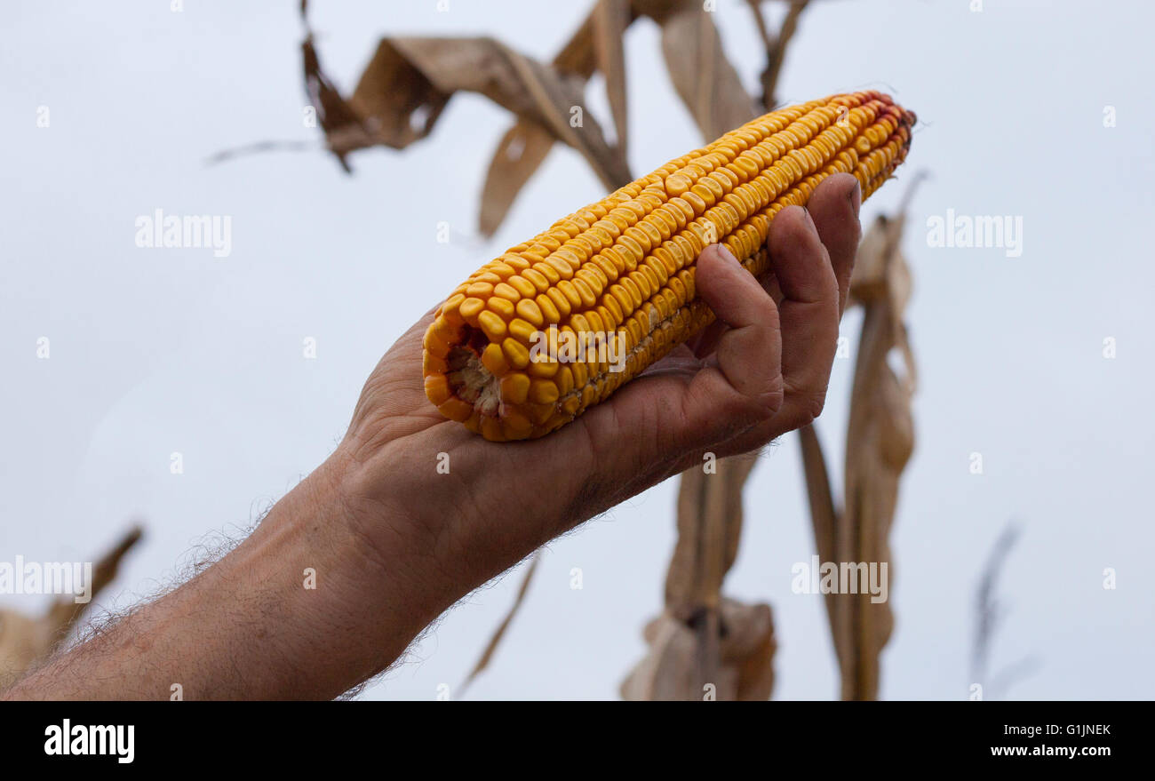 Farmer's hand holding corn maize ear showing a successful harvest ...