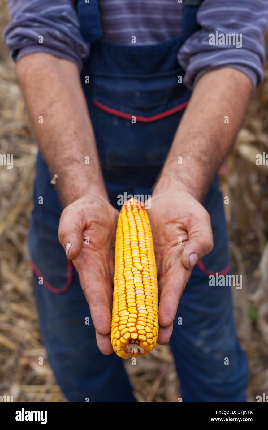 Farmer showing ripe corn maize ear before harvest Stock Photo - Alamy