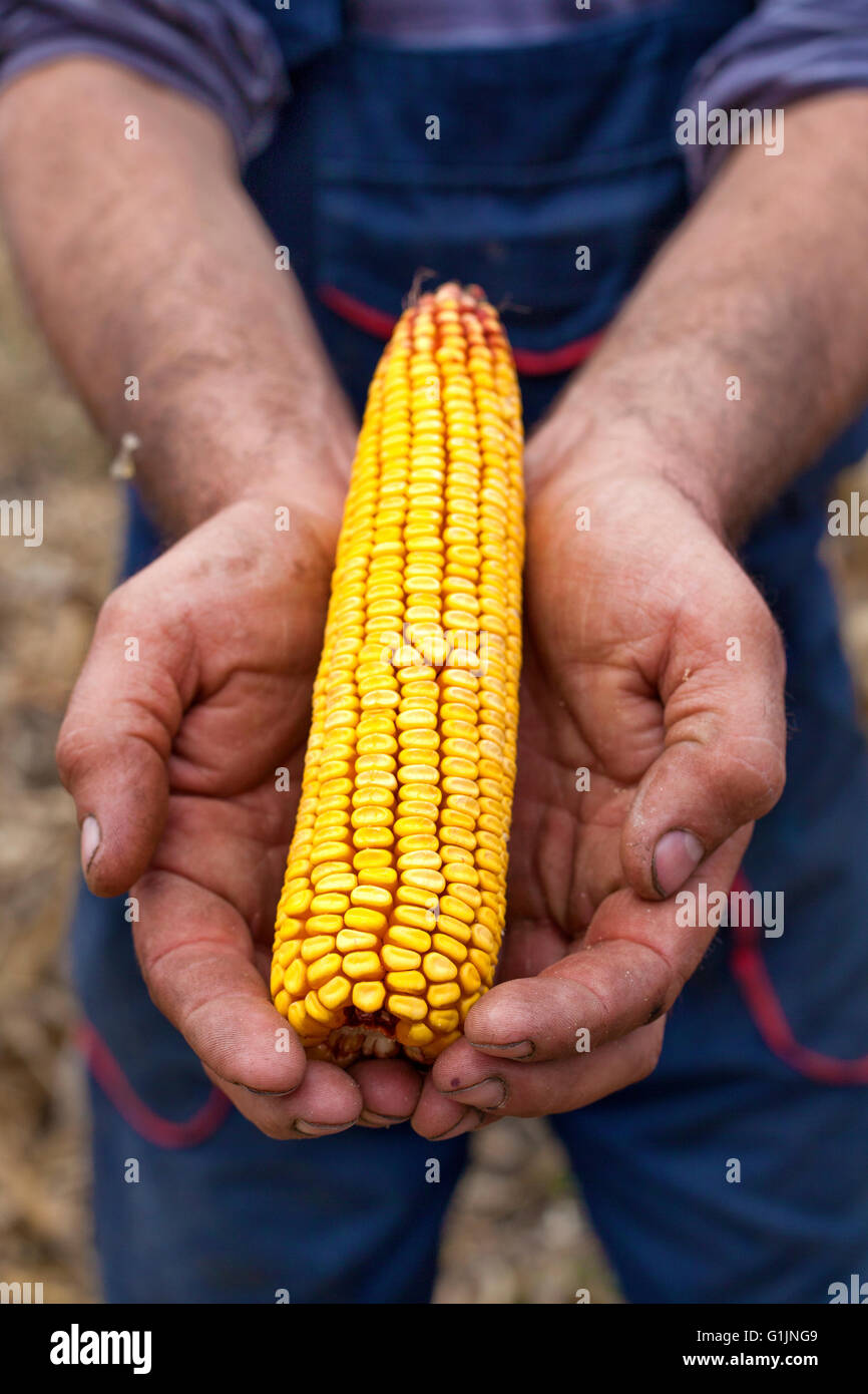 Farmer showing ripe corn maize ear before harvest Stock Photo - Alamy