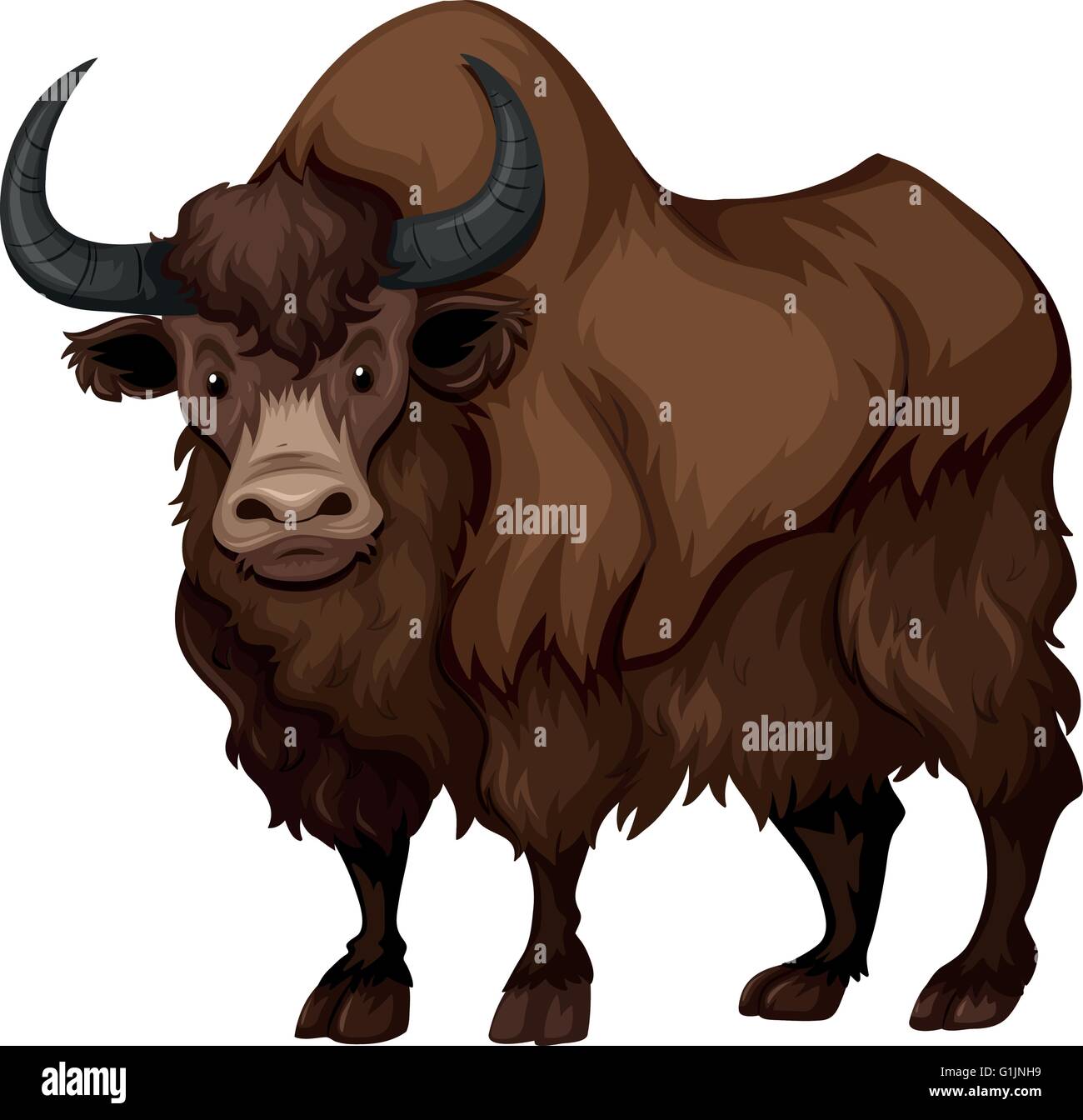 Buffalo with brown fur illustration Stock Vector Image & Art - Alamy