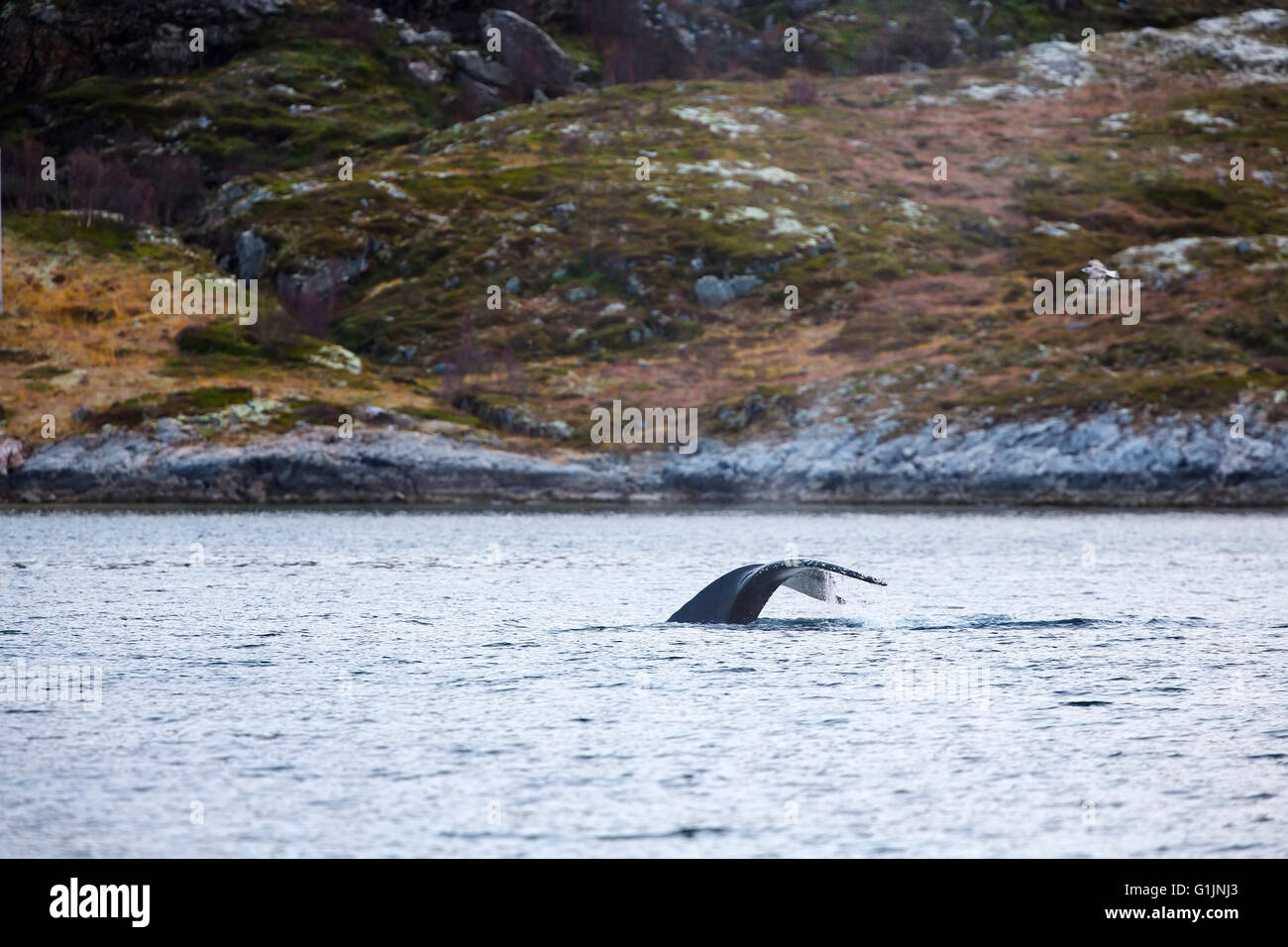 Large humpback whale shows tail fin above water Stock Photo - Alamy