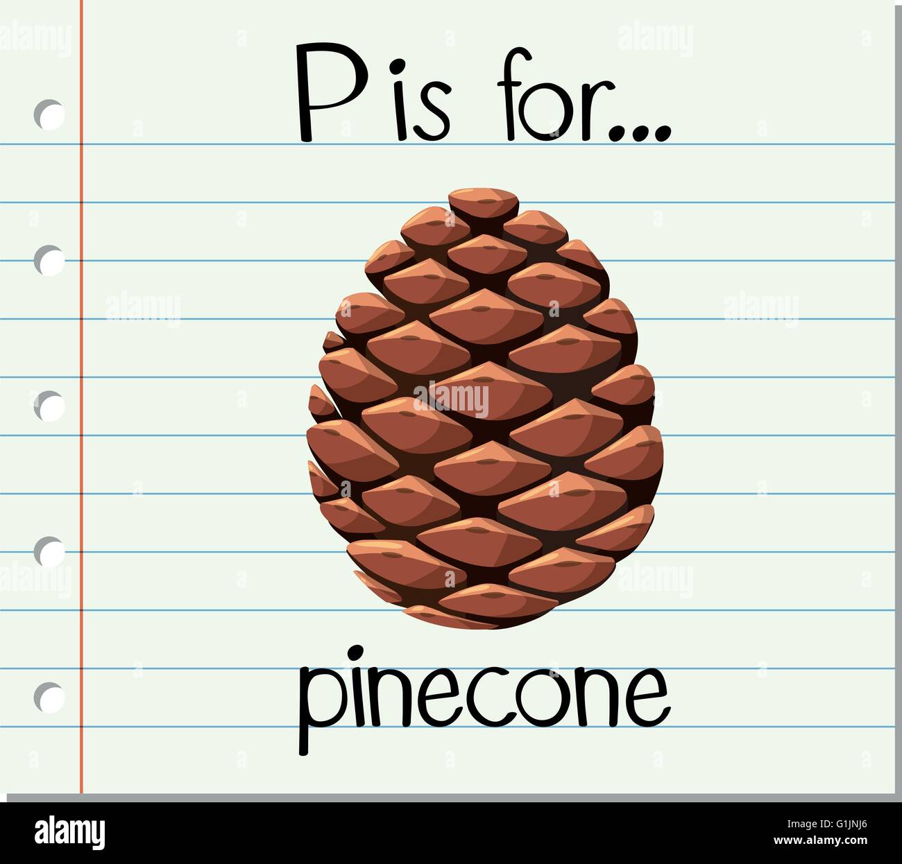Flashcard letter P is for pinecone illustration Stock Vector Image ...