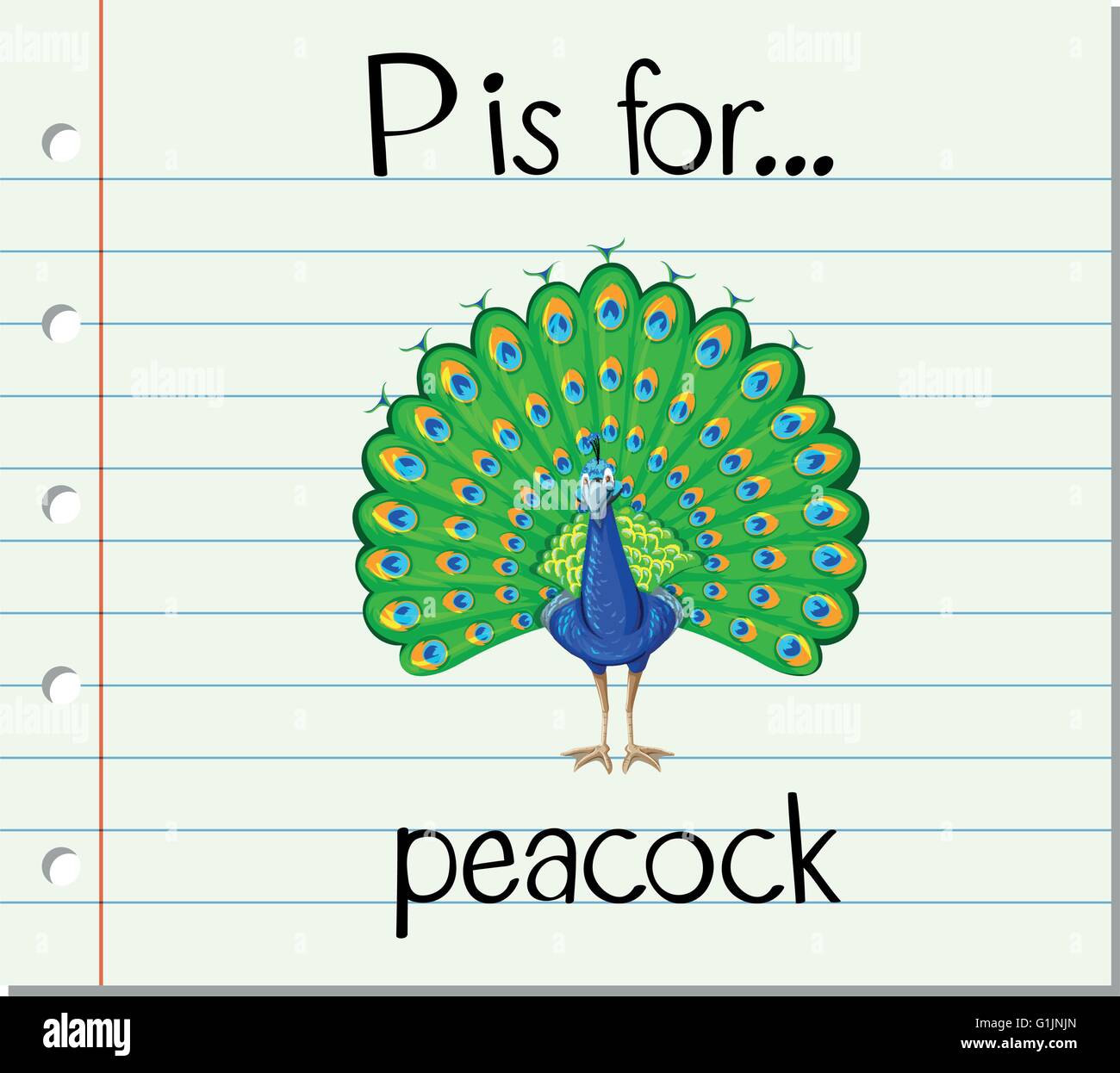 Flashcard Letter P Is For Peacock Illustration Stock Vector Image And Art Alamy