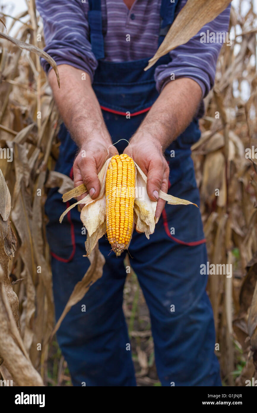 Ear maize hi-res stock photography and images - Alamy