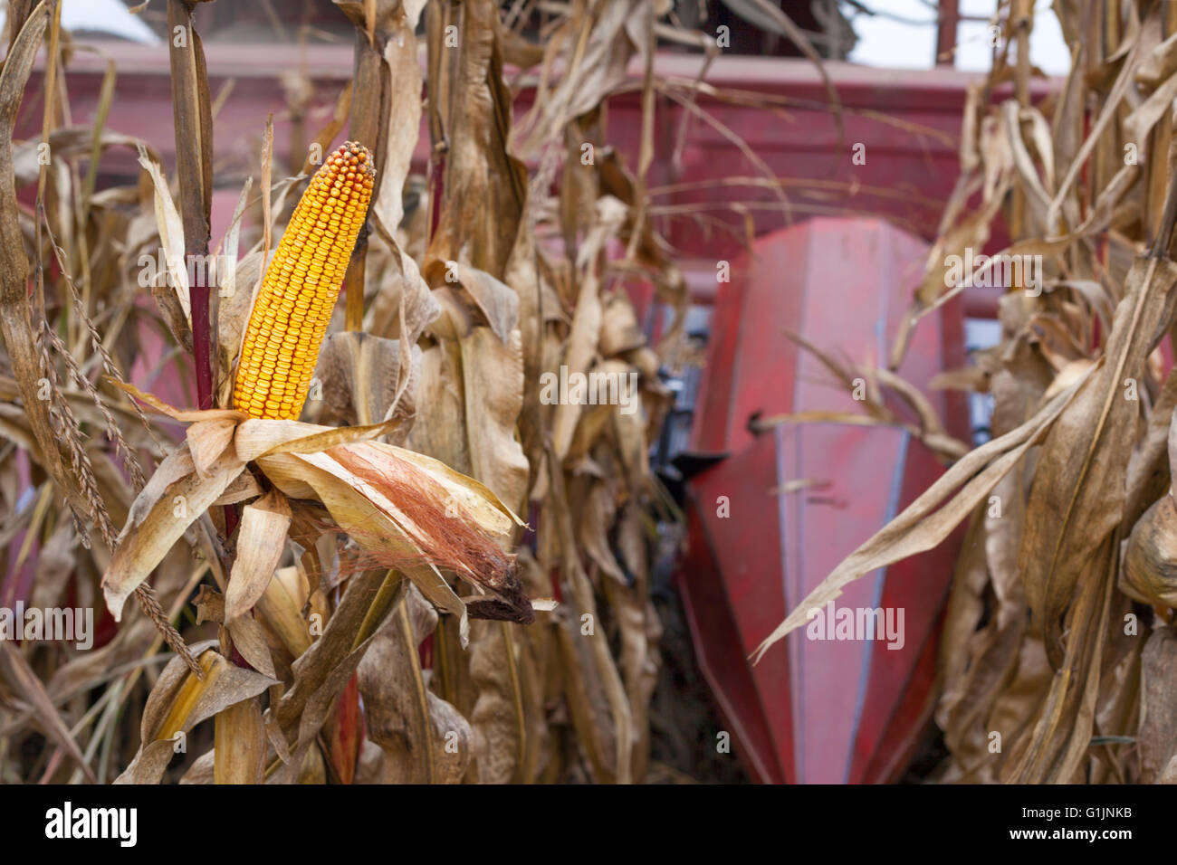Corn maize harvesting at field Stock Photo - Alamy