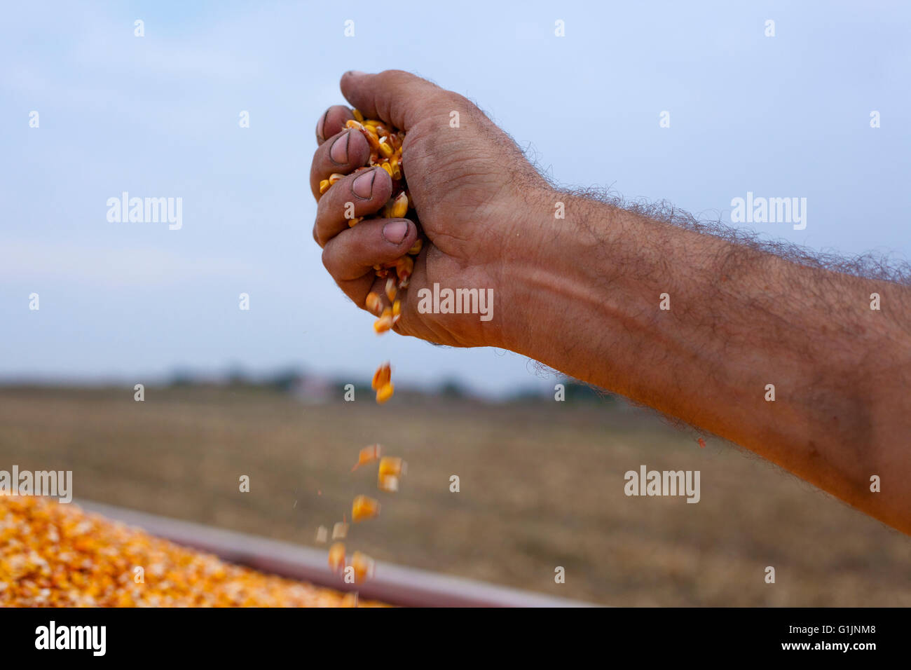 Farmer's hand spilling freshly harvested corn maize seeds grains Stock ...
