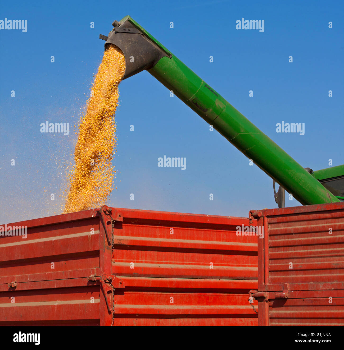 Unloading corn maize seeds Stock Photo - Alamy