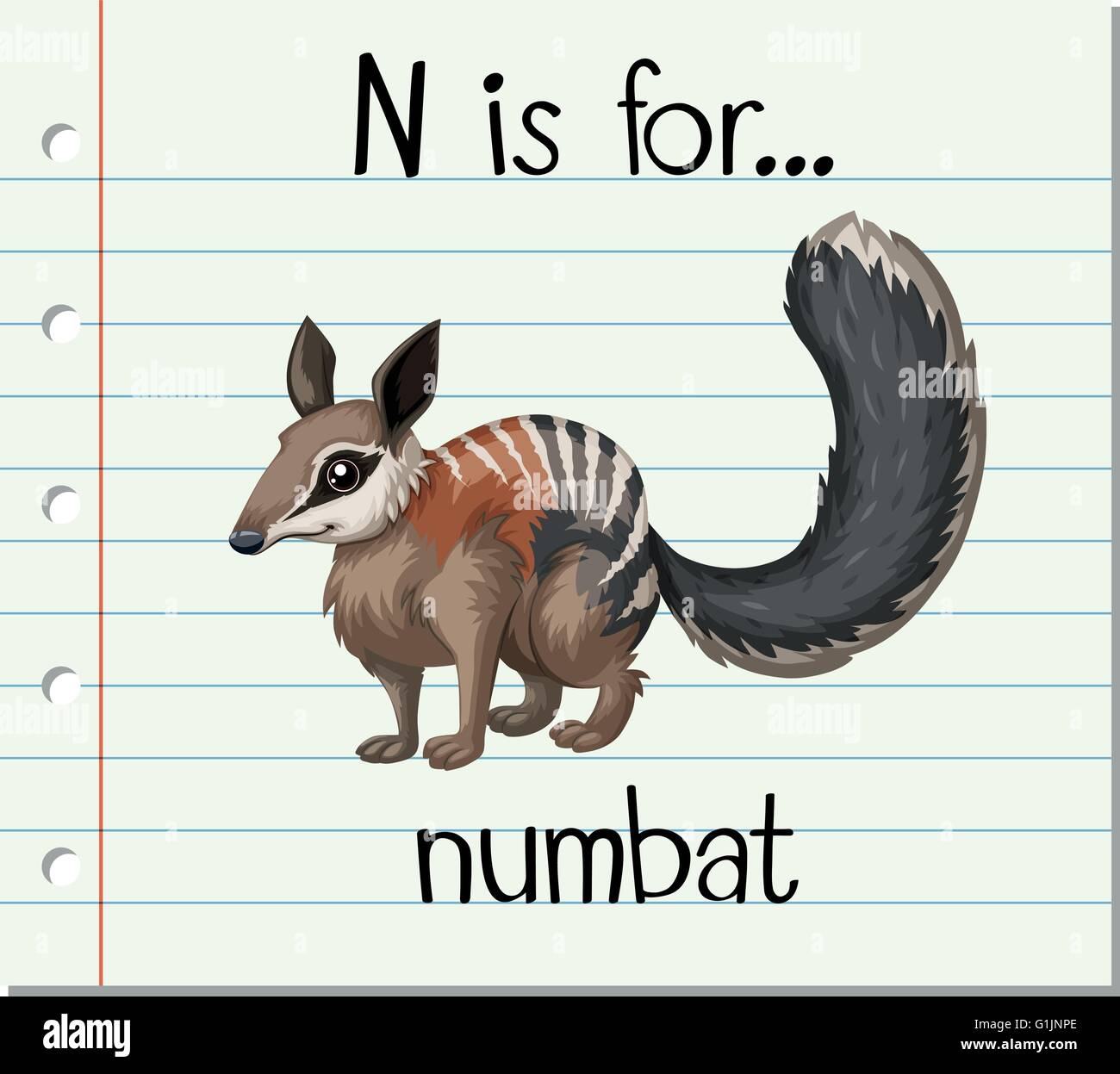 Flashcard letter N is for numbat illustration Stock Vector Image & Art ...