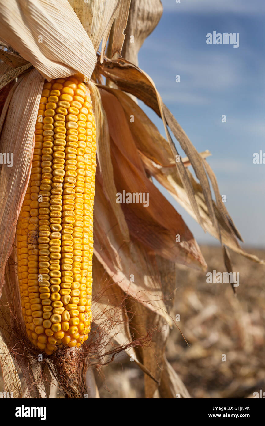 Corn maize ear ready for harvest Stock Photo - Alamy