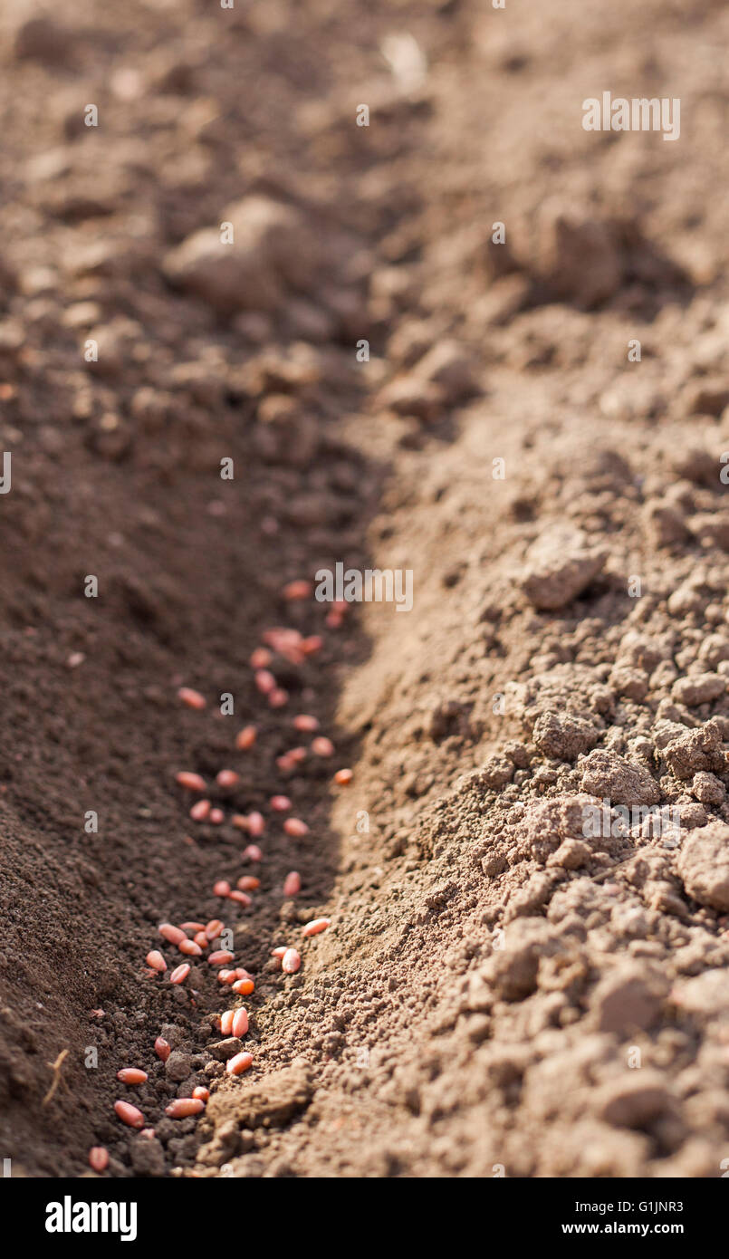 Seeding wheat grainst at field Stock Photo - Alamy