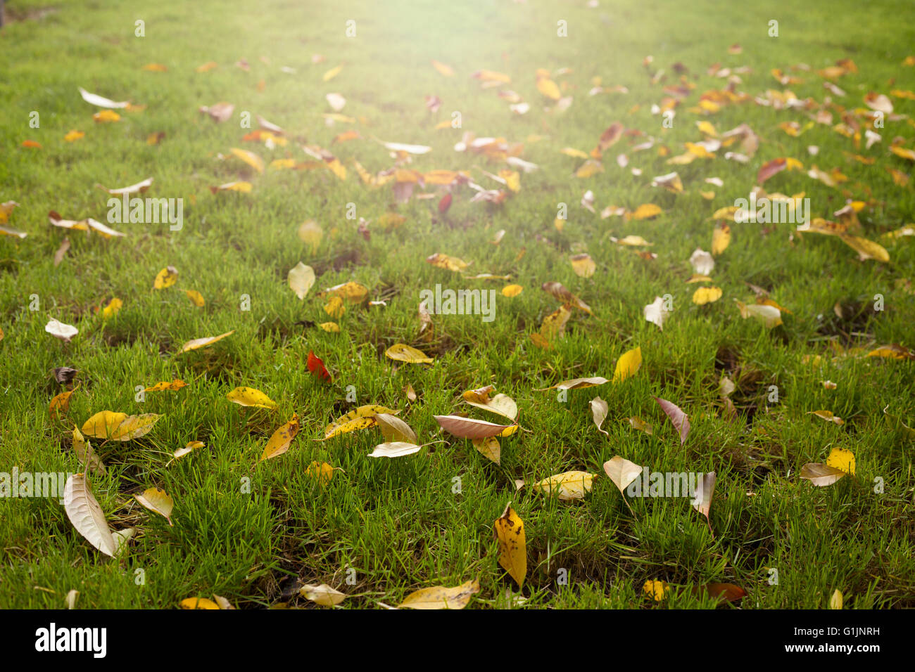 Autumn leafs fallen on green grass Stock Photo - Alamy