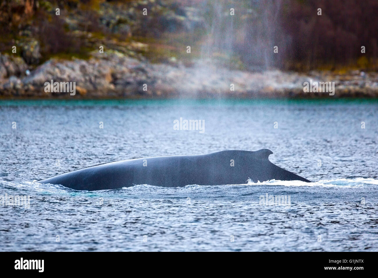 Large humpback whale in the arctic sea Stock Photo - Alamy