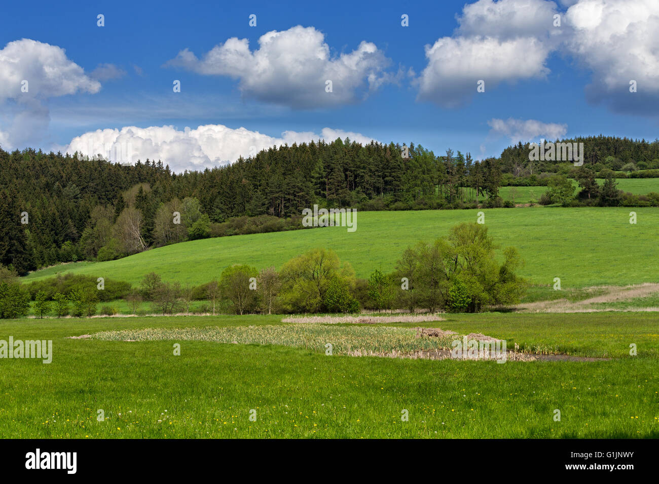 Beautiful summer rural landscape with forest. Rural landscape with ...