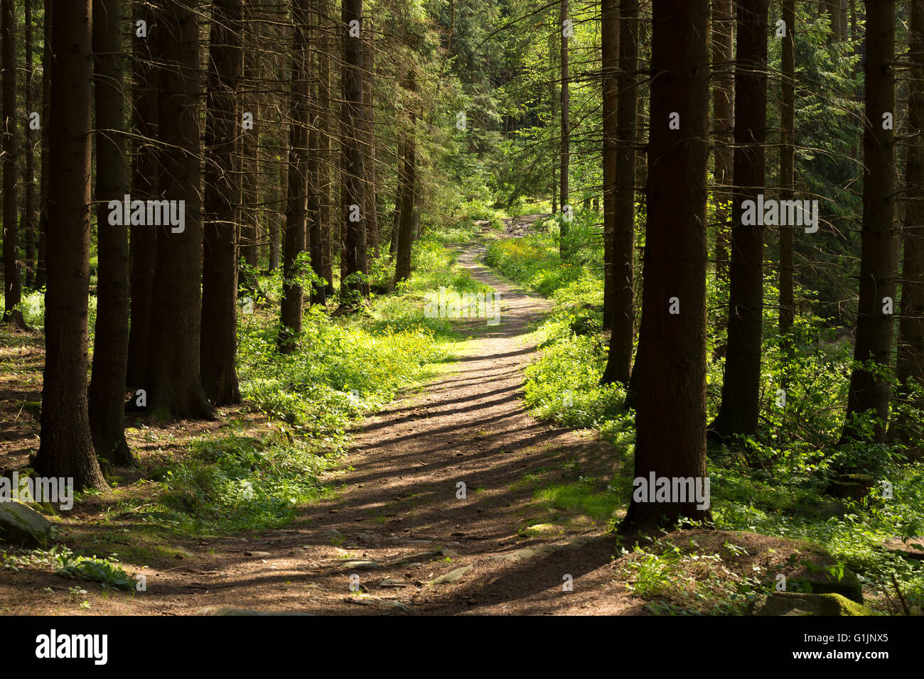countryside rural forest path in the spruce forest, czech countryside ...