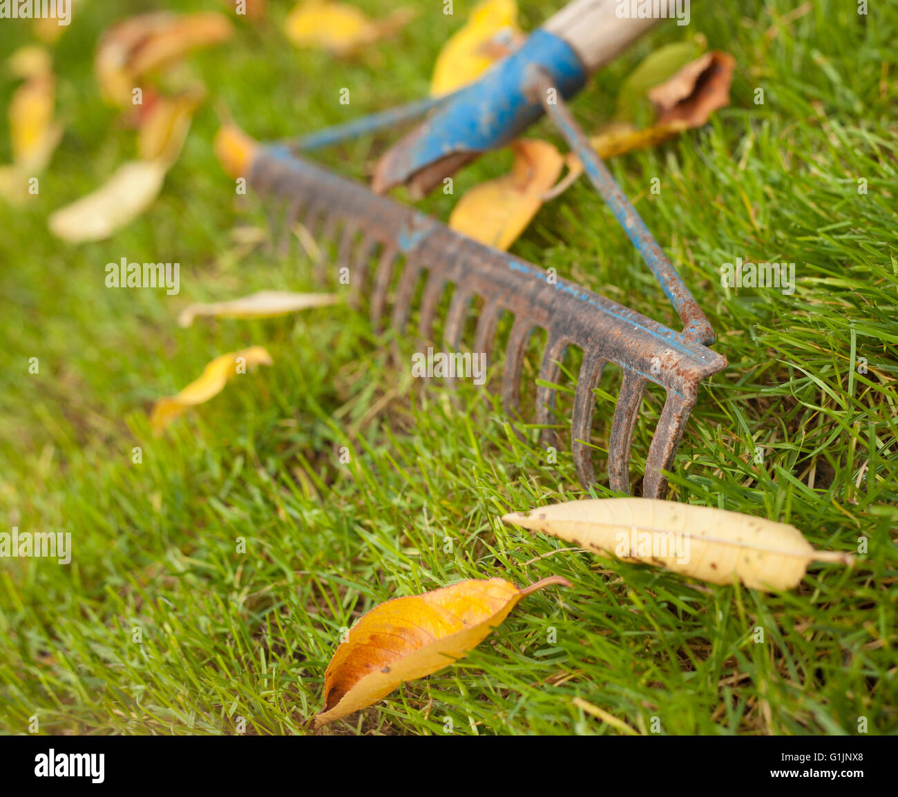 Rusty rake on green gras Stock Photo - Alamy