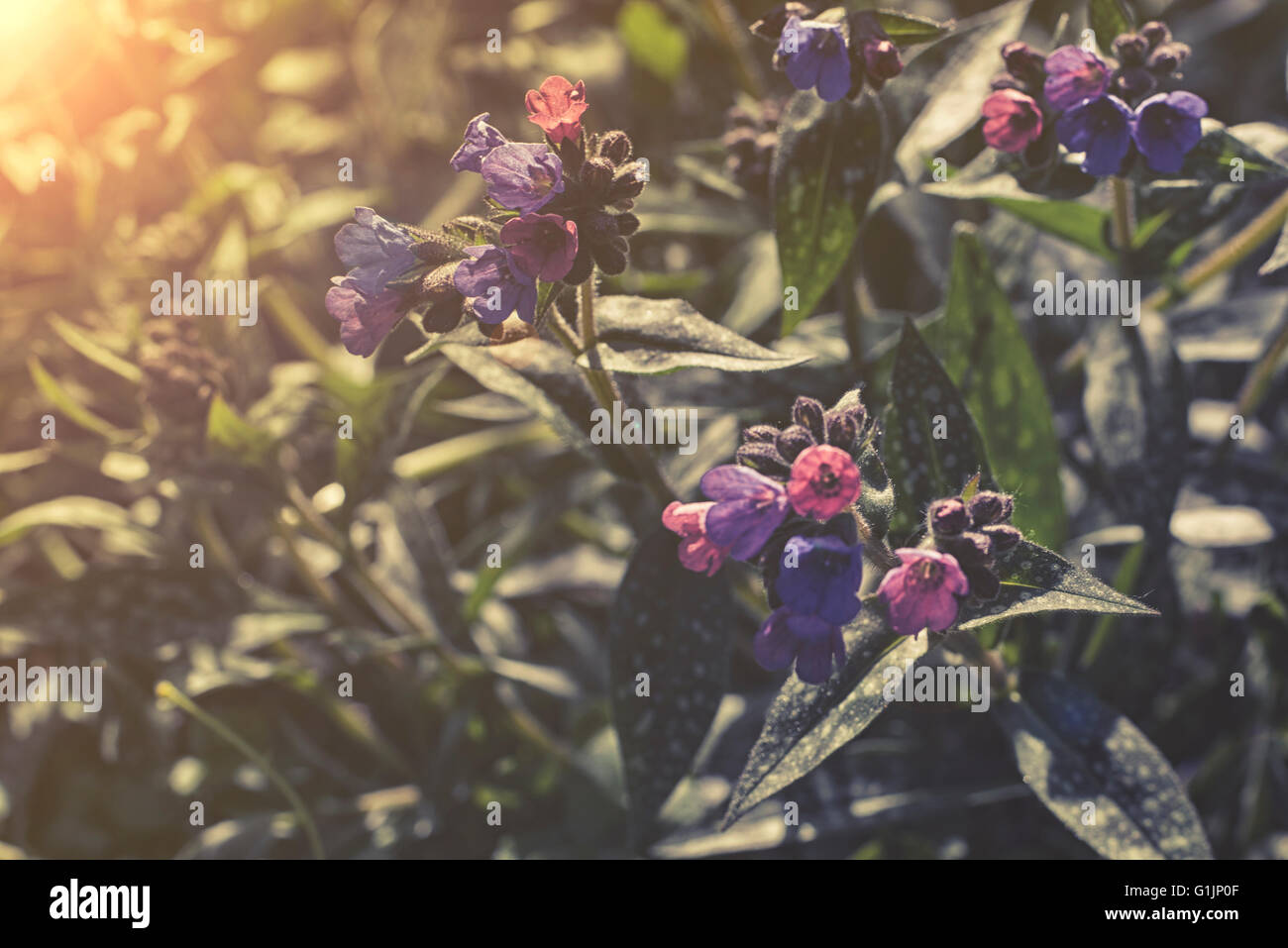 blue flowers of Brunnera macrophylla Stock Photo - Alamy