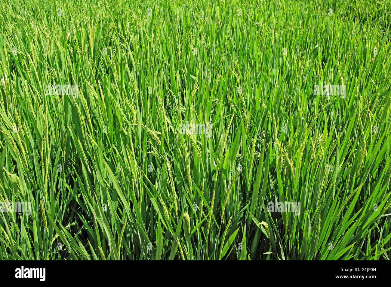 Maturing rice paddy plants in field from India Stock Photo - Alamy