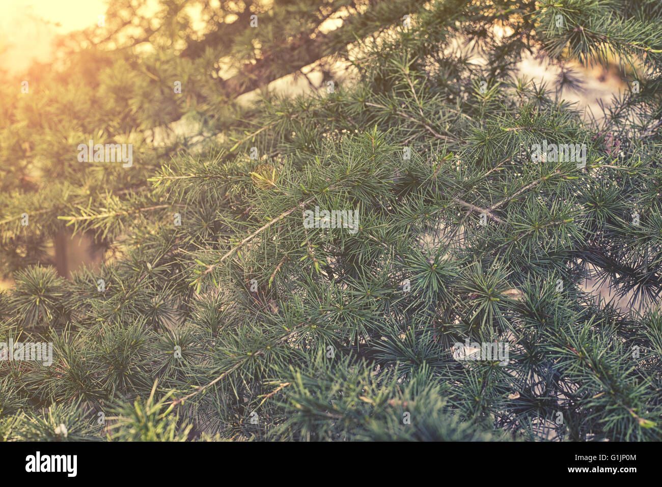 Cedrus deodara leaf hi-res stock photography and images - Alamy