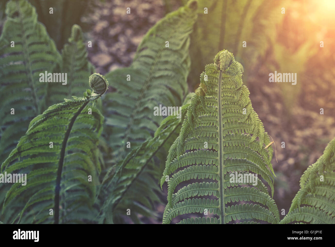 Ostrich fern in the forest. Latin name: Matteuccia struthiopteris Stock ...