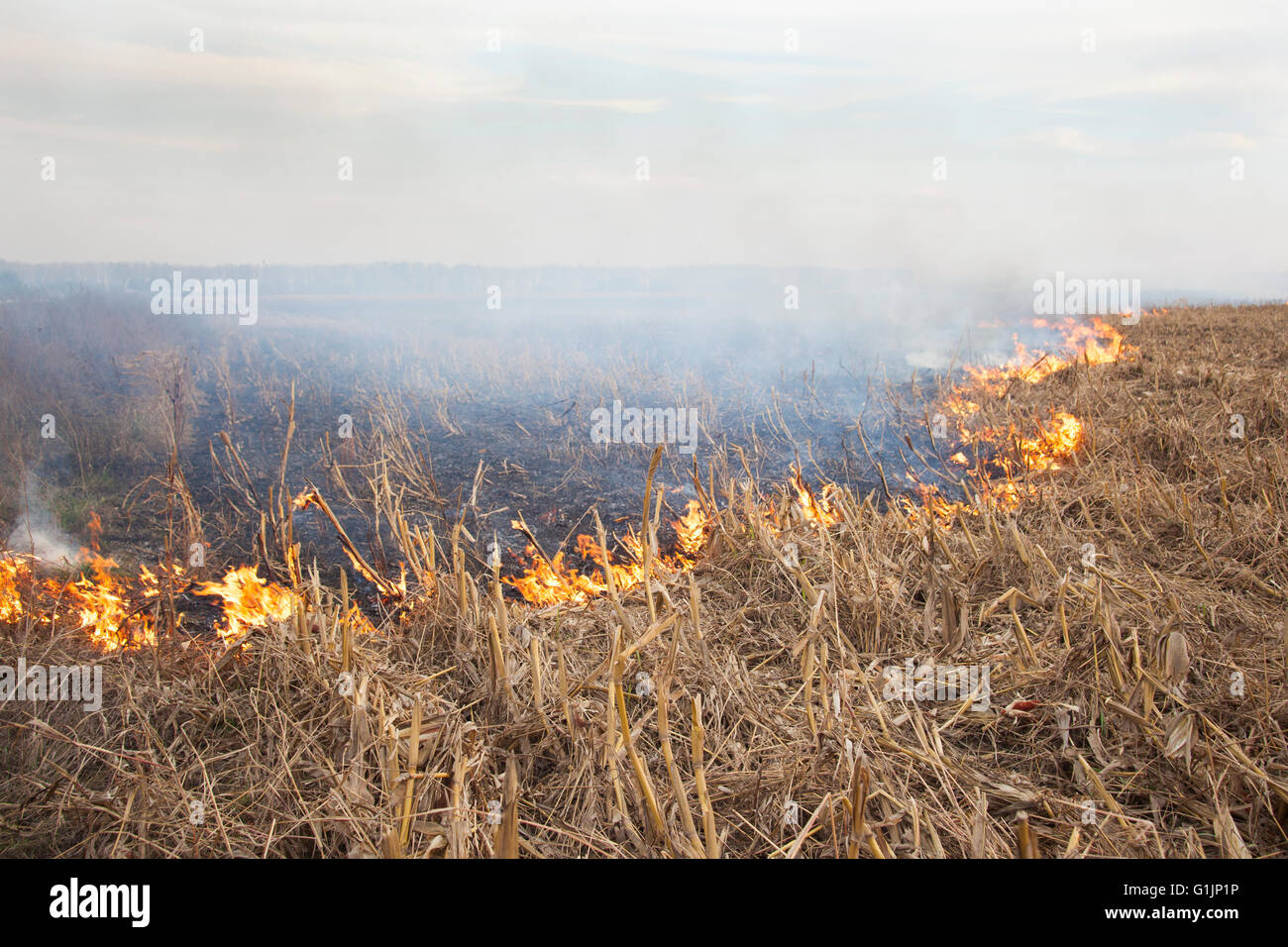 Crops field on fire Stock Photo - Alamy