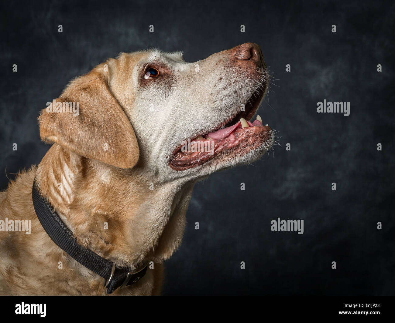 Yellow Labrador Retriever Stock Photo - Alamy