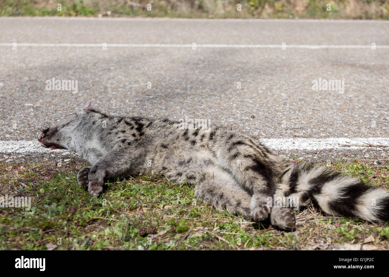 Dead Genet / Genetta genetta at the road edge Stock Photo - Alamy
