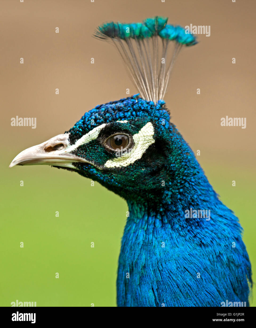 Head of a male peacock Stock Photo - Alamy