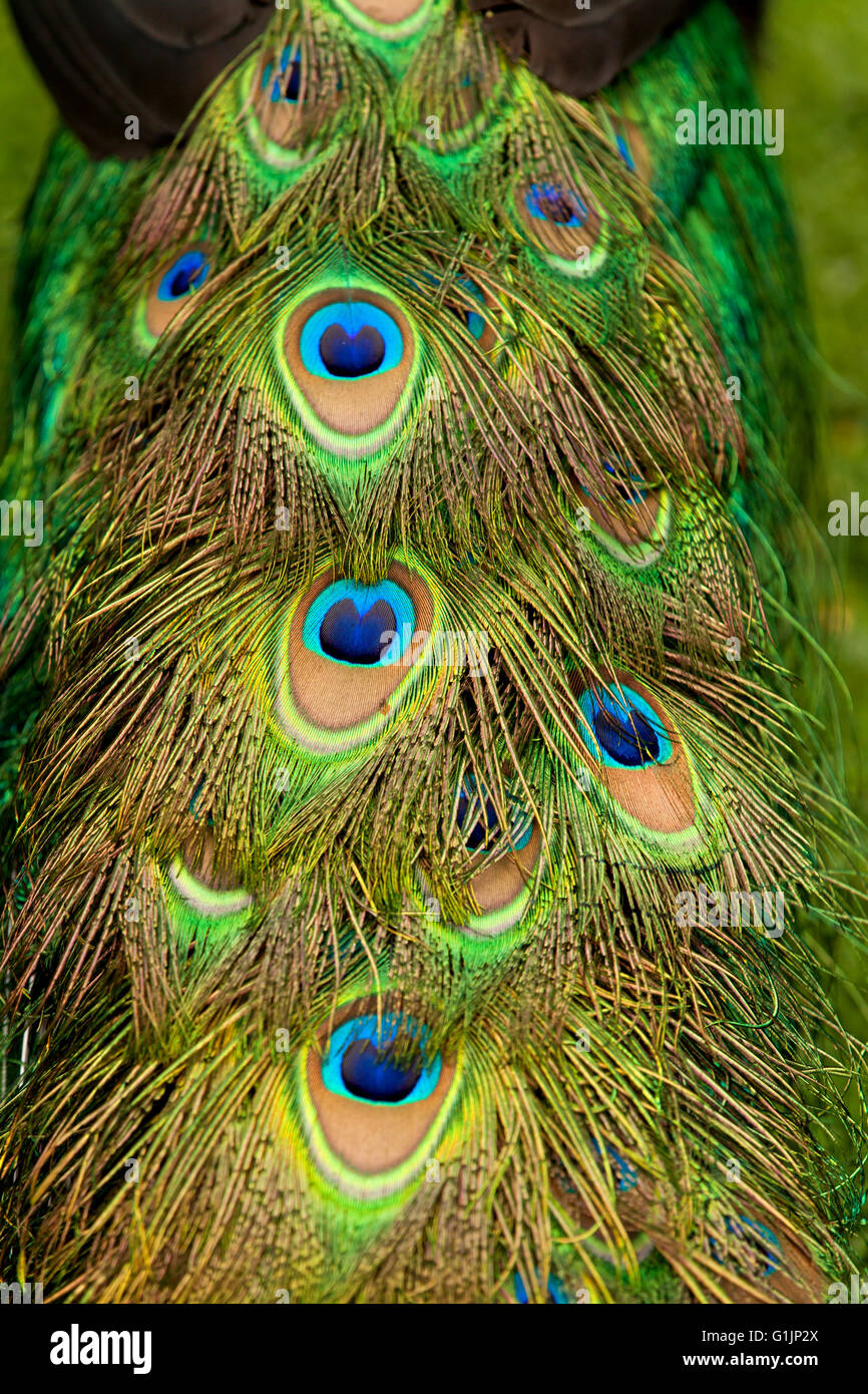 Male peacock eye-spotted tail Stock Photo - Alamy